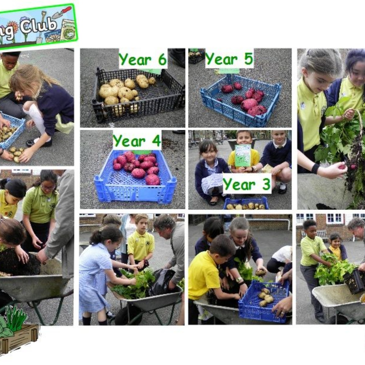 Garden Suburb Junior & Infant School - Potatoes!