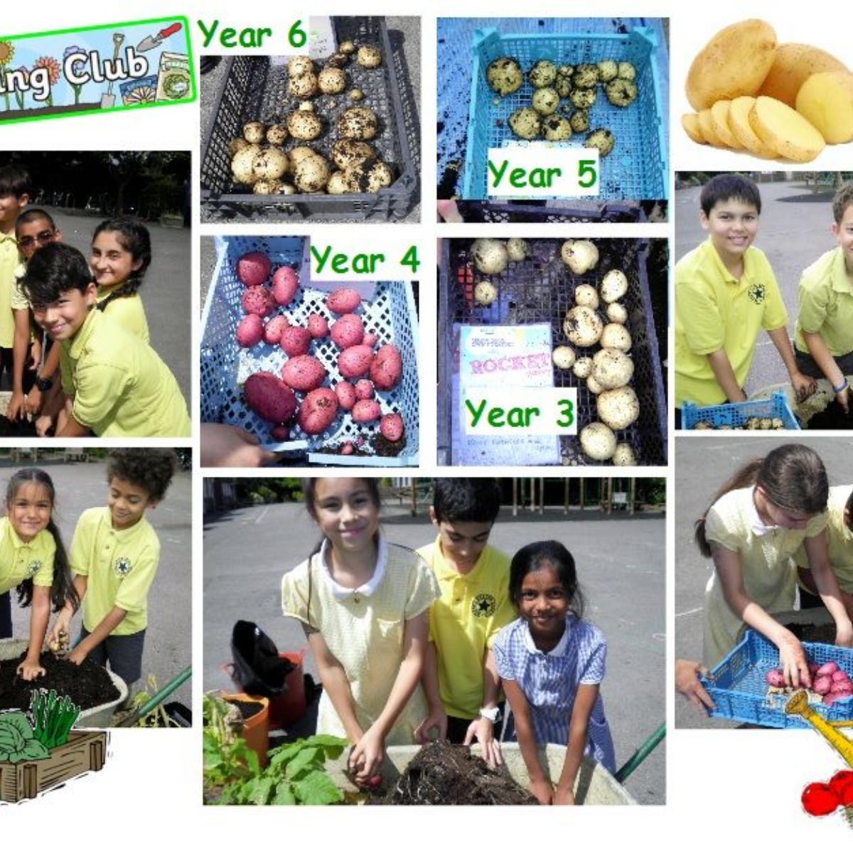 Garden Suburb Junior & Infant School - Potato Growing Competition